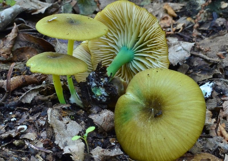 I Funghi dei Castelli Romani: Entoloma incanum