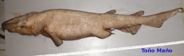 Tiburones en Galicia: Pejegato abisal (Apristurus profundorum)