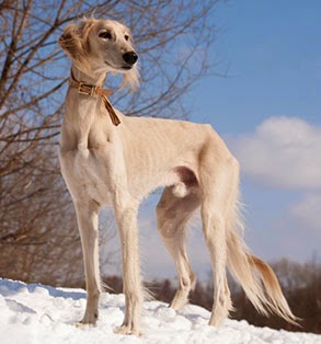 Everything about your Saluki - Luv My Dogs