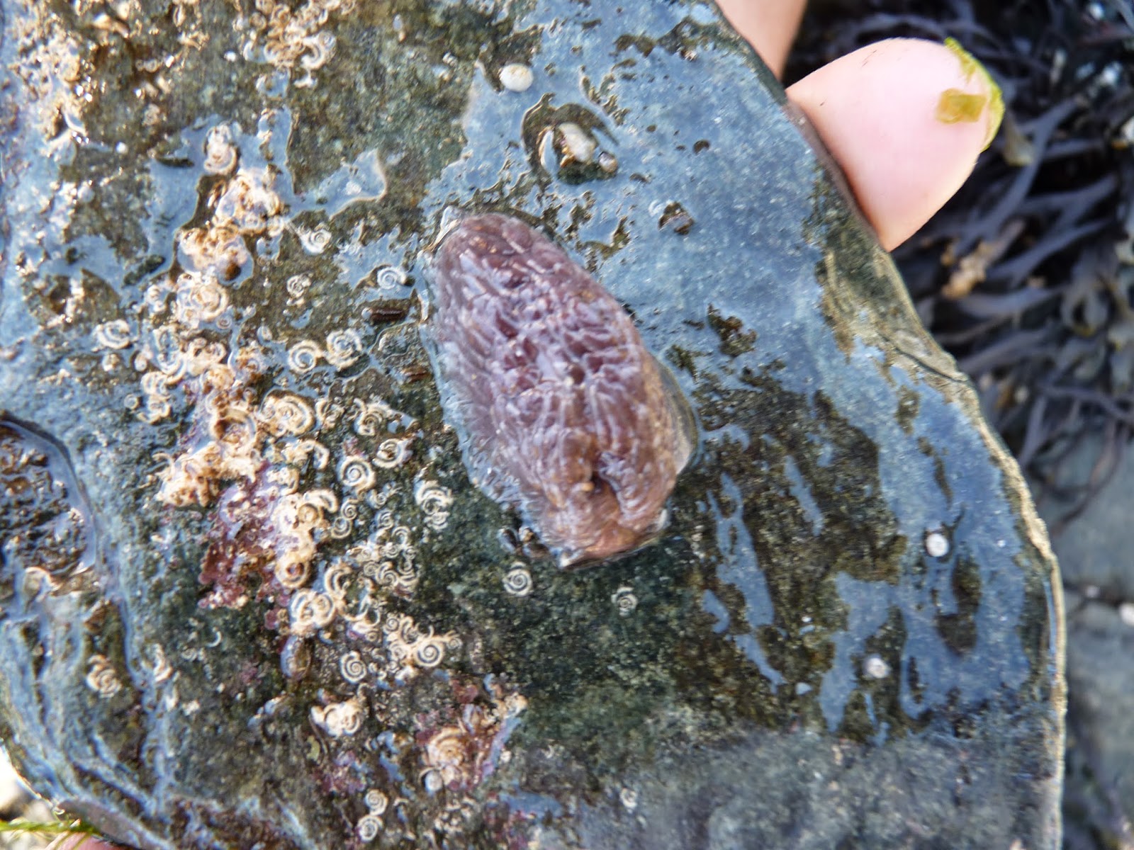 Islay Natural History Trust: Down on the shore in Port Charlotte