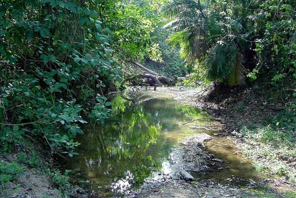 Descubre las zonas fitogeográficas de Venezuela.