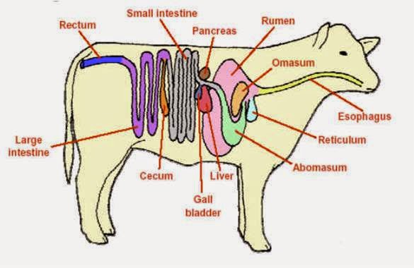 Materi Materi Kuliah: Sistem pencernaan hewan vertebrata (ikan, ampibi ...