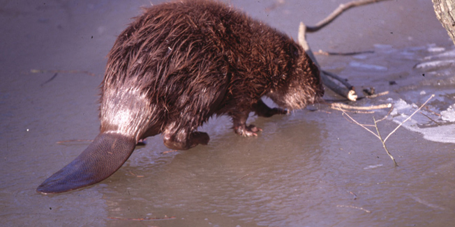 Kako živi divljač / How to live wild animals: Dabar (Castor fiber)