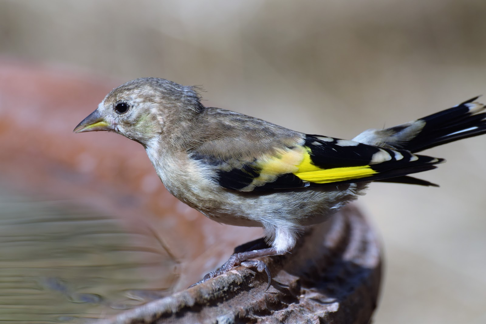 La caseta de l'òliba: El pati dels ocells: un espai proper on veure ocells.