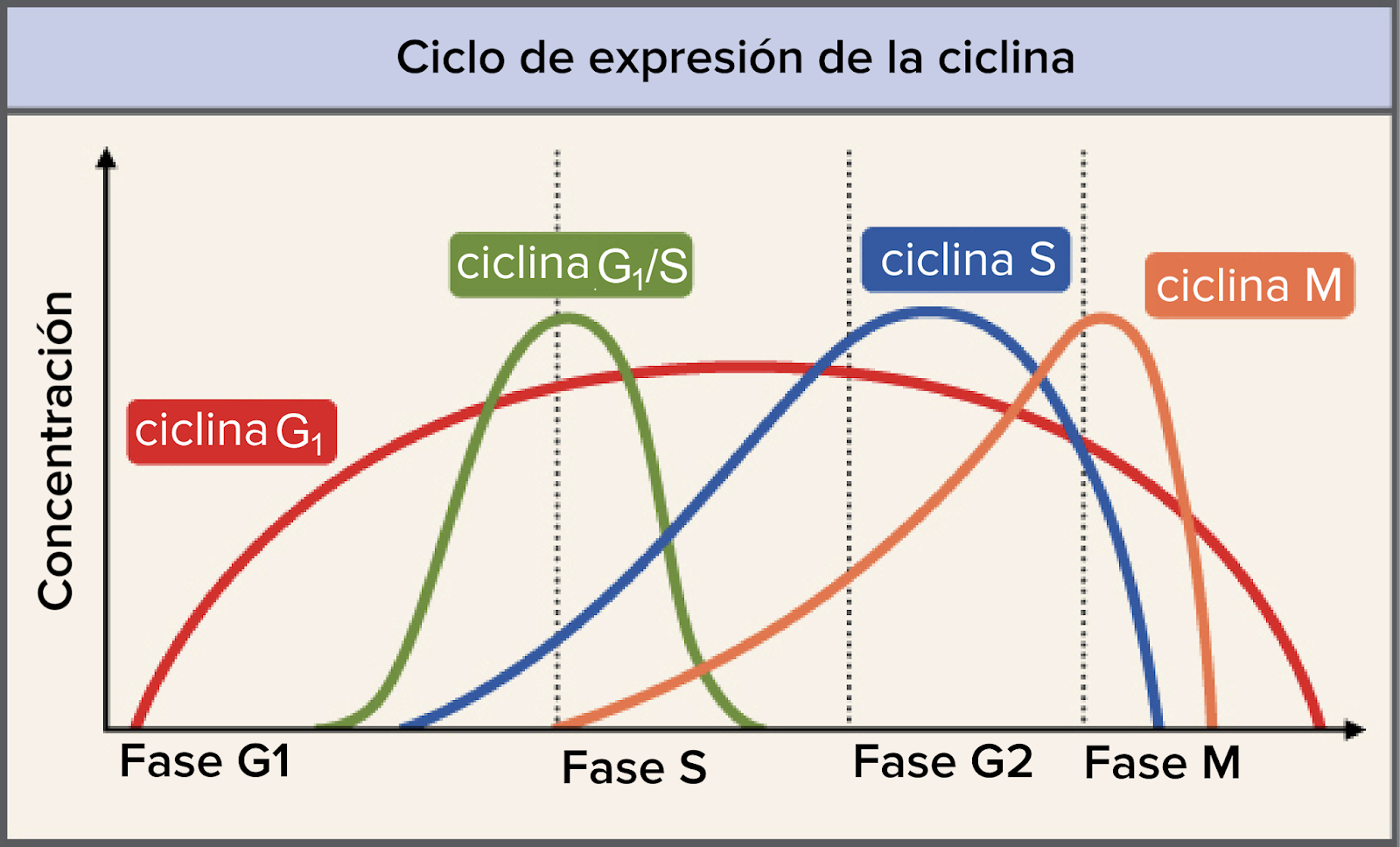 Etapas del ciclo celular donde se encuentran las moléculas reguladoras