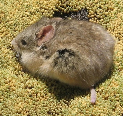 Argentina nativa: Laucha andina (Calomys lepidus)