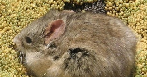 Argentina nativa: Laucha andina (Calomys lepidus)