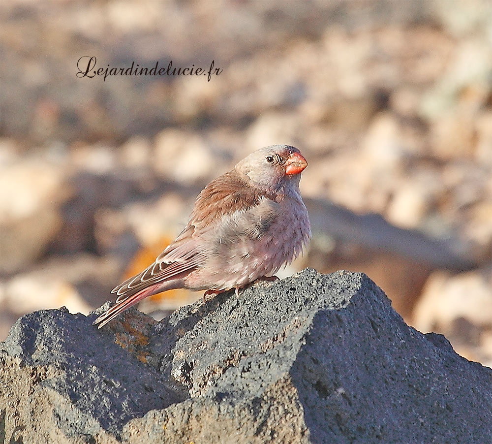 Roselin githagine, un oiseau aux douces couleurs!(Bucanestes ...