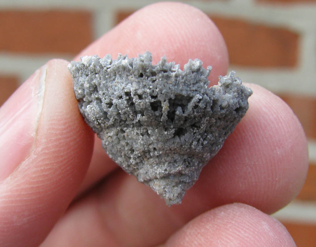 Views of the Mahantango: Beekite preserved fossils