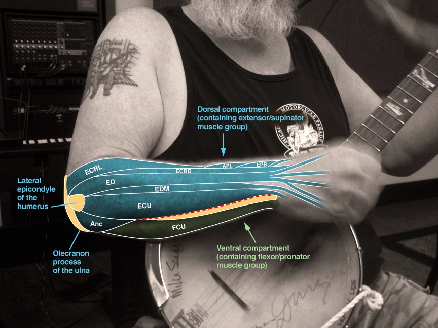 Human Anatomy for the Artist: A Banjo Player's Forearm: Let's Get Lost!