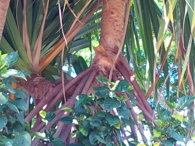 Maui Oceanview Condos: The hala tree