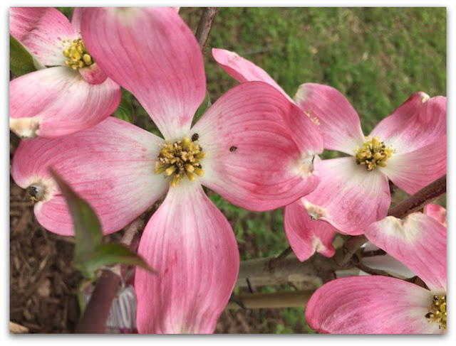 JBigg: Life in Kentucky: Flowers and Blooms - a gardener's delight