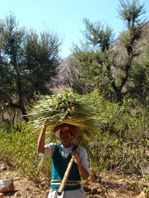 Sacred Groves: SACRED GROVES OF RAJASTHAN