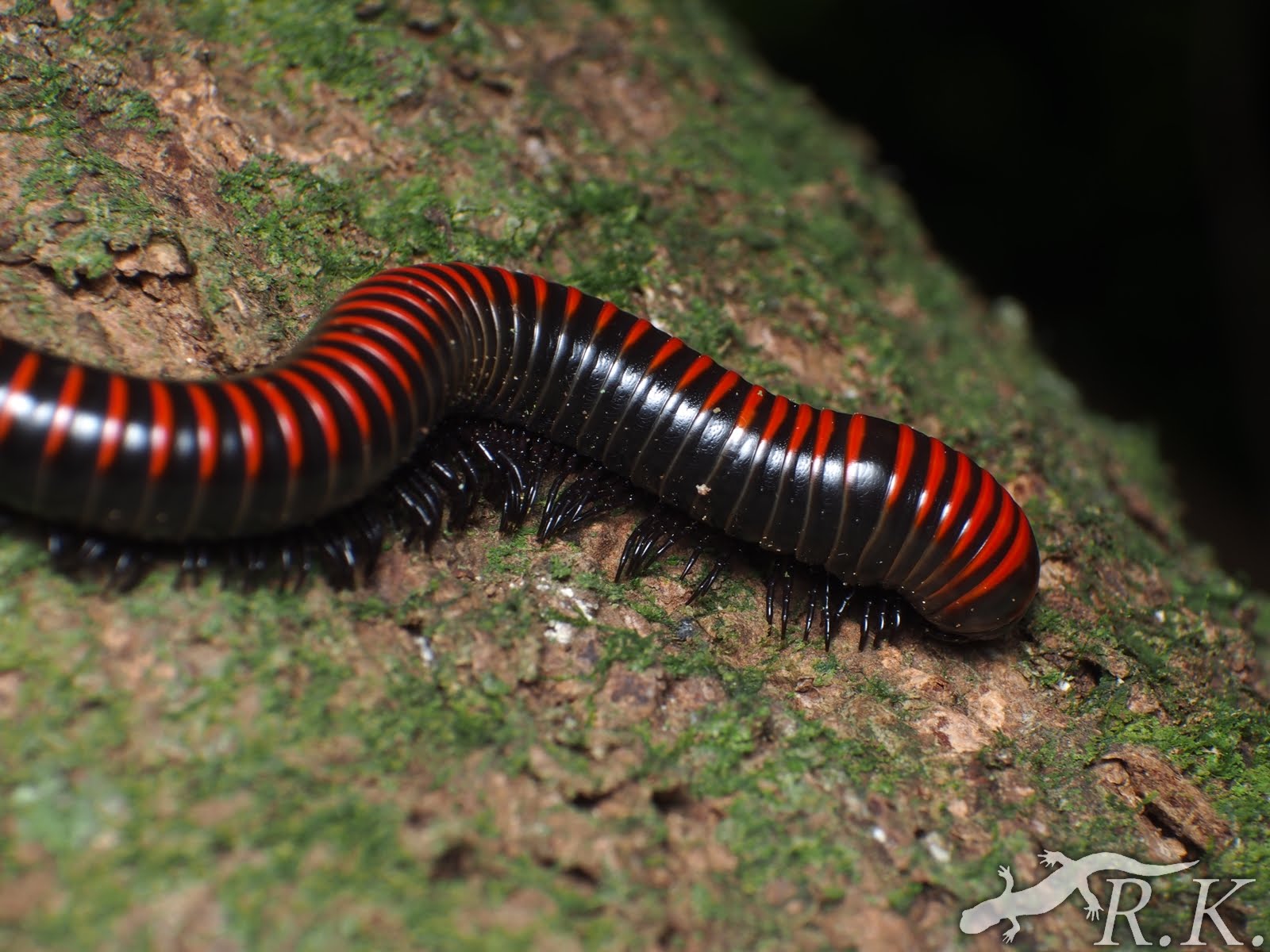 小さな隣人たちの世界: ヤエヤママルヤスデ Spirobolus sp.