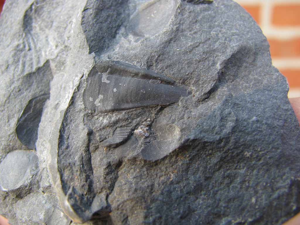 Views of the Mahantango: Hallotheca aclis mollusks(?) from the ...