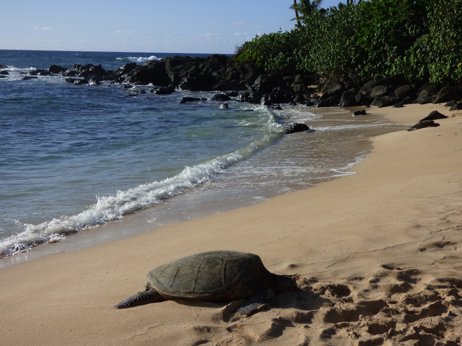 Geotripper: It's World Turtle Day! Honu, the Hawaiian Green Sea Turtle