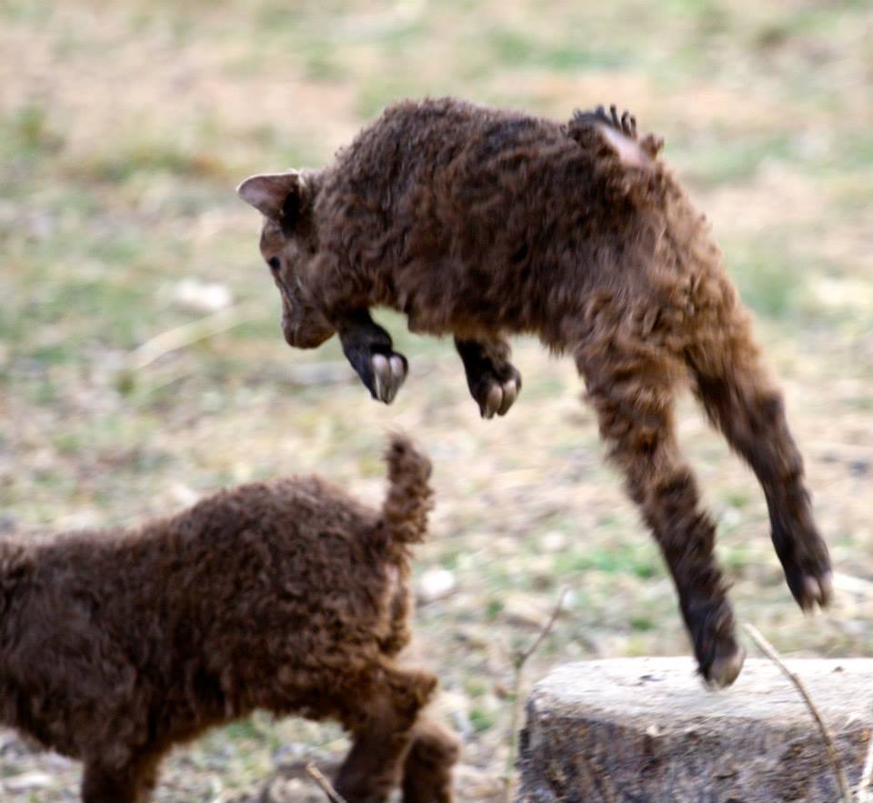 Critter Sitter's Blog: Leaping Goats - Photos