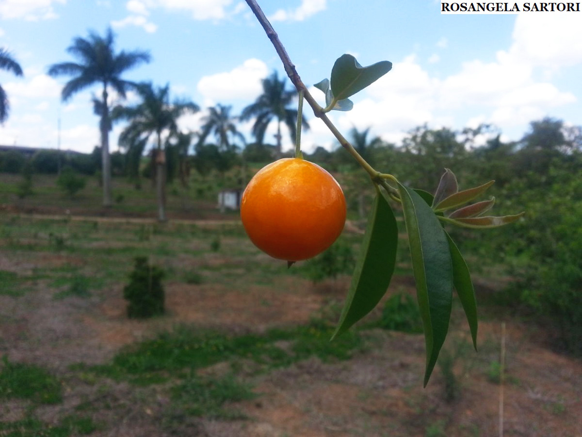 Viveiro Ciprest - Plantas Nativas e Exóticas: Ubaia Amarela ( Eugenia ...