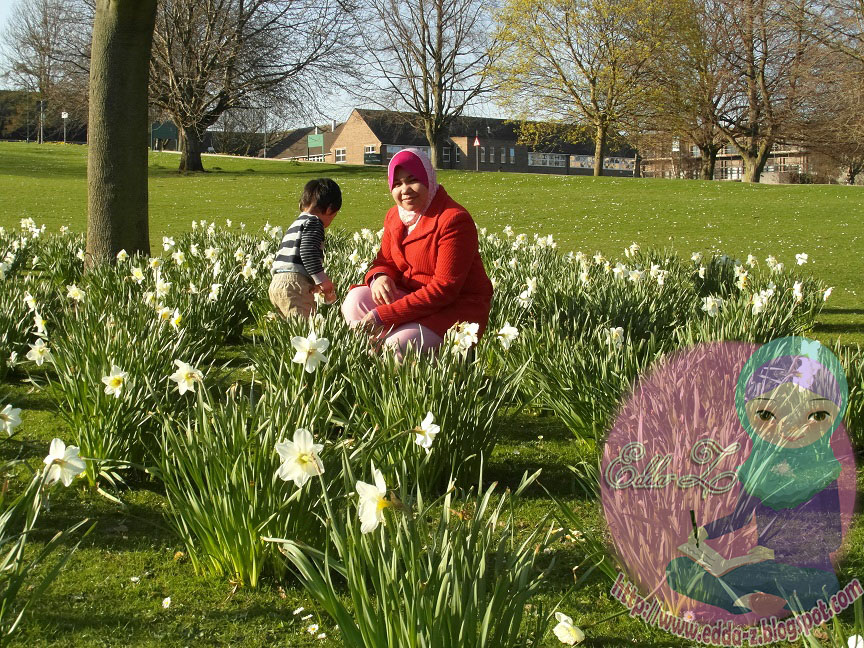 39+ Ide Bunga Daffodil, Gambar Bunga