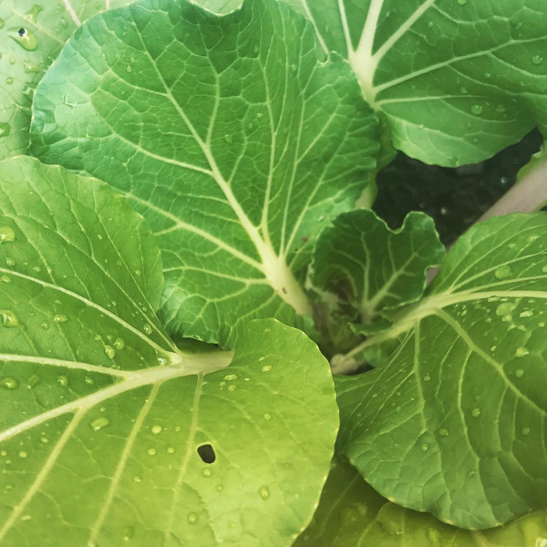 petchay - philippin news collections