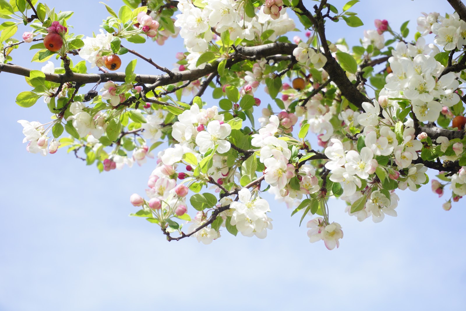 Plantas de Huerta Otea, Salamanca: Manzano de flor, manzano rosa ...