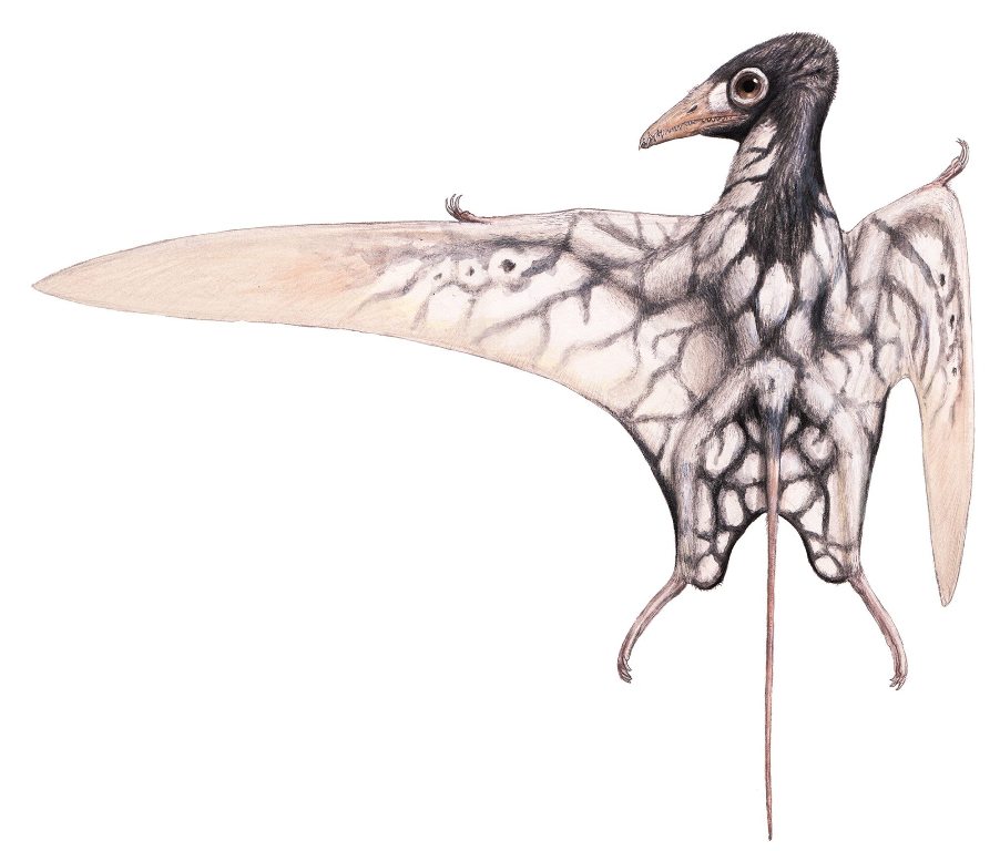 Blog de la Vida Prehistórica: Los primeros Pterosaurios