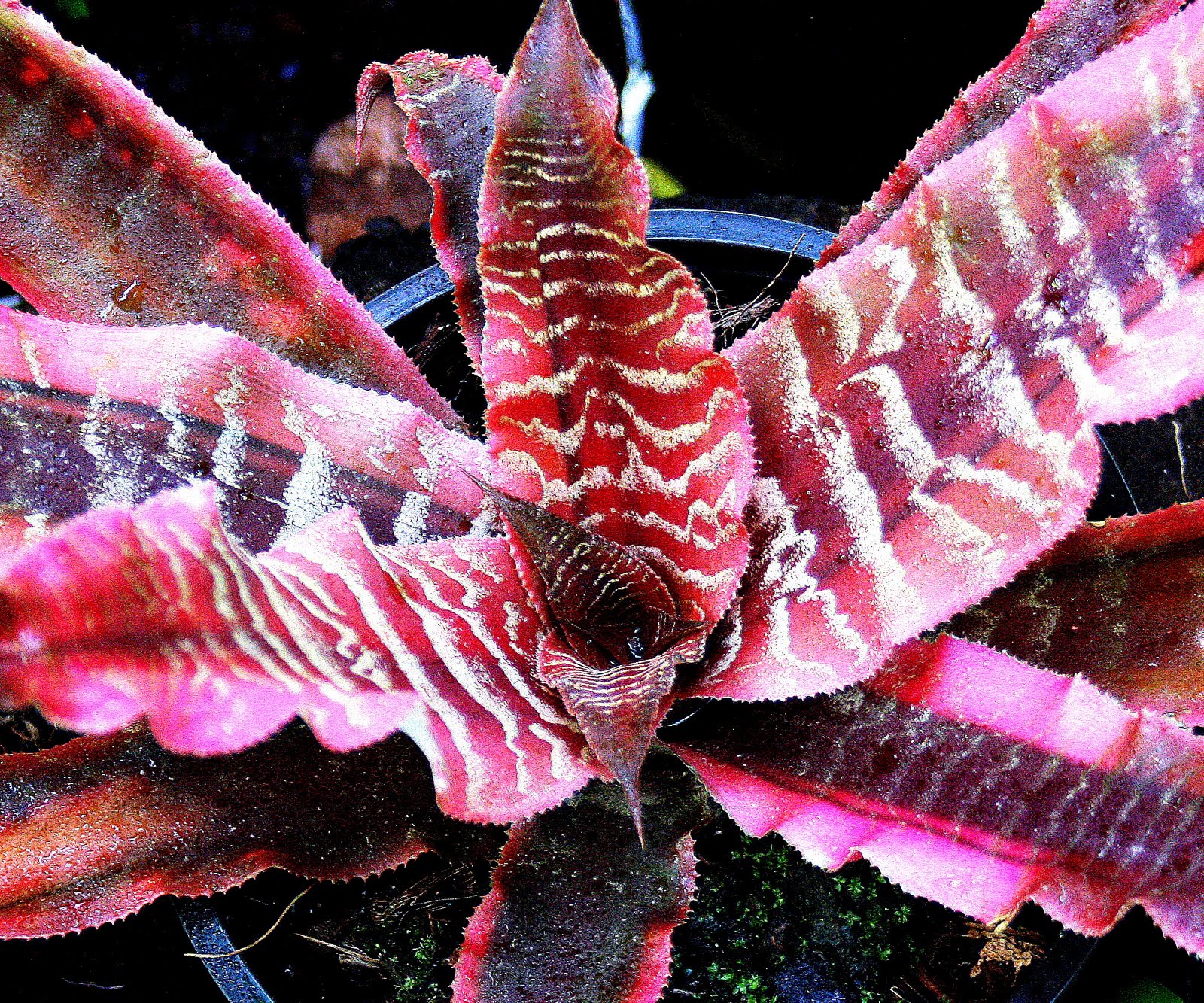 Bromeliads "My Collection": **NEW*PHOTOS & More..