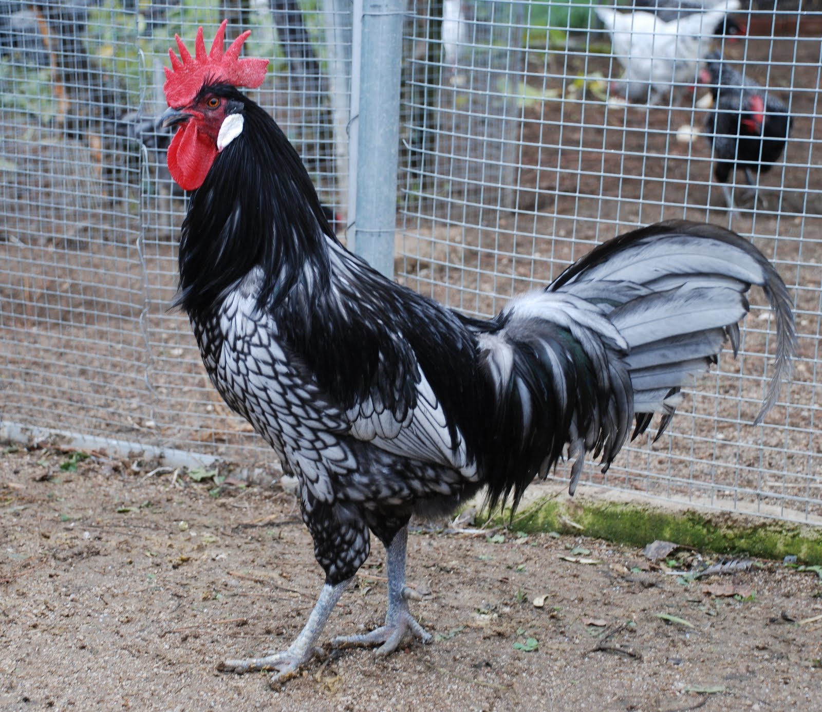 Different Varieties of Blue Andalusians - The Classroom @ The Coop