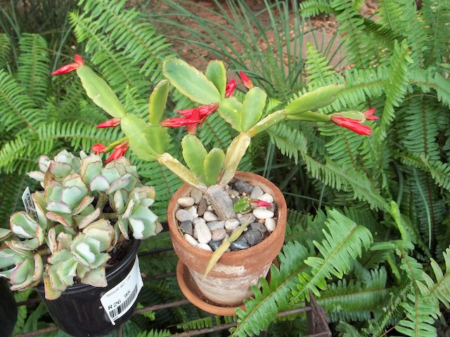 The Succulent and Cactus Lady (that's me!): Epiphyllum (Litroos of ...