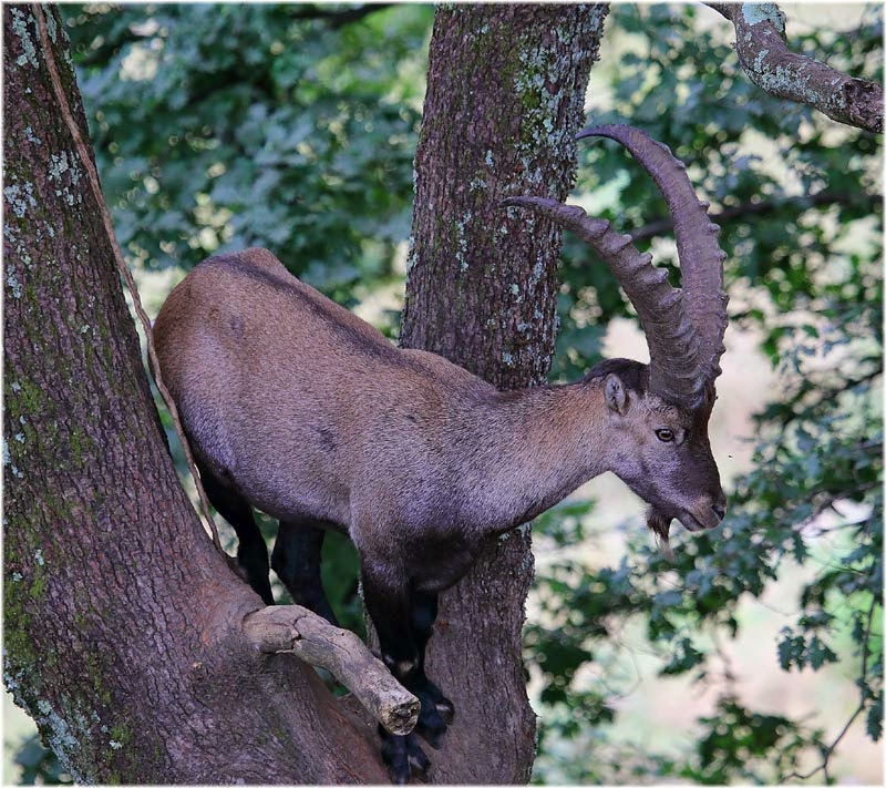 HUESCA Y LA SIERRA DE GUARA: CABRA HISPÁNICA Capra pyrenaica Heinrich ...