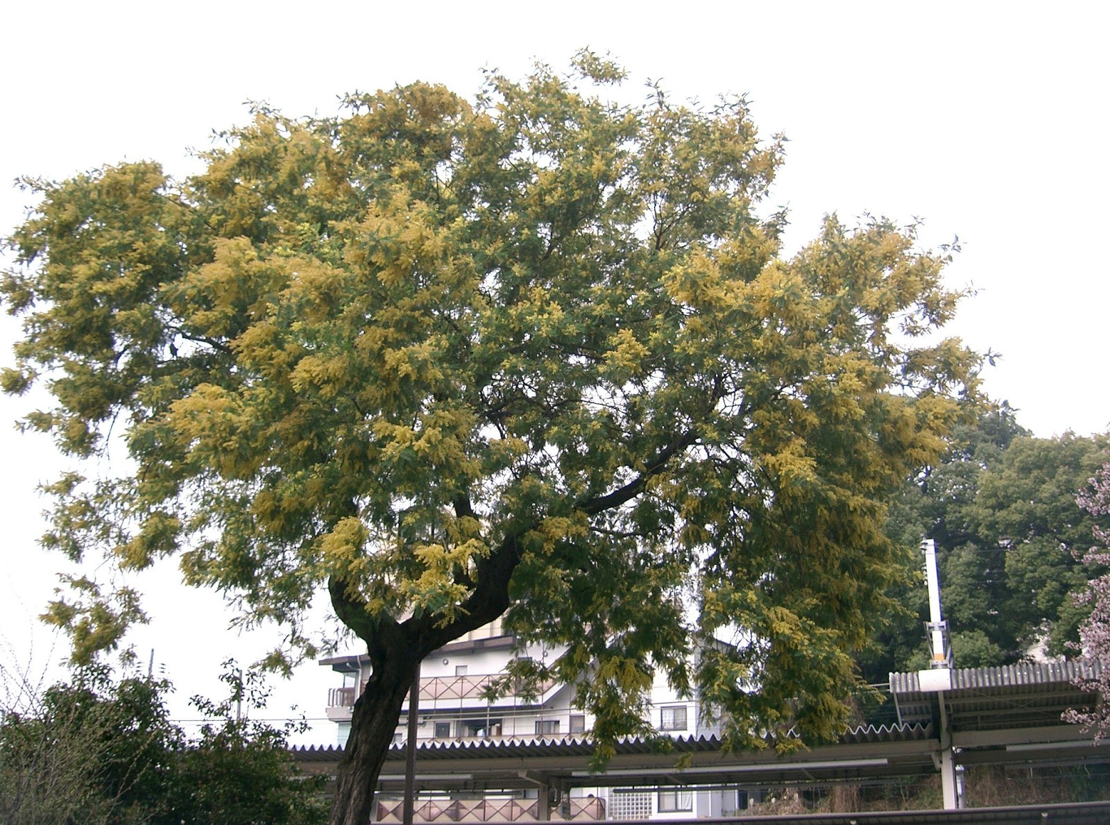 PlantZee: Information on Acacia dealbata