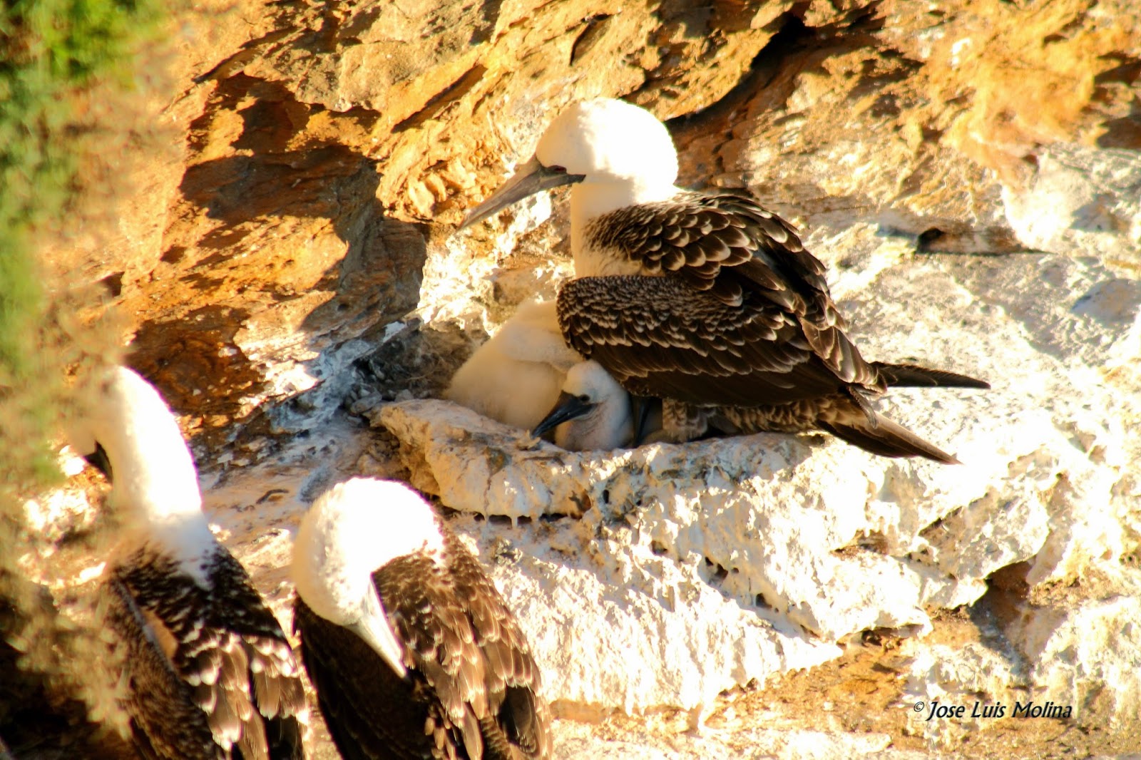 Aves de la VIII Region del Bio Bio: PIQUERO (sula variegata)