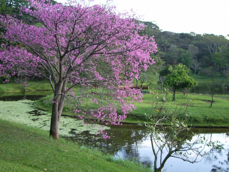 Ipê-roxo - Tabebuia impetiginosa