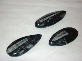 The Agatelady: Adventures and Events: Orthocerous Fossils