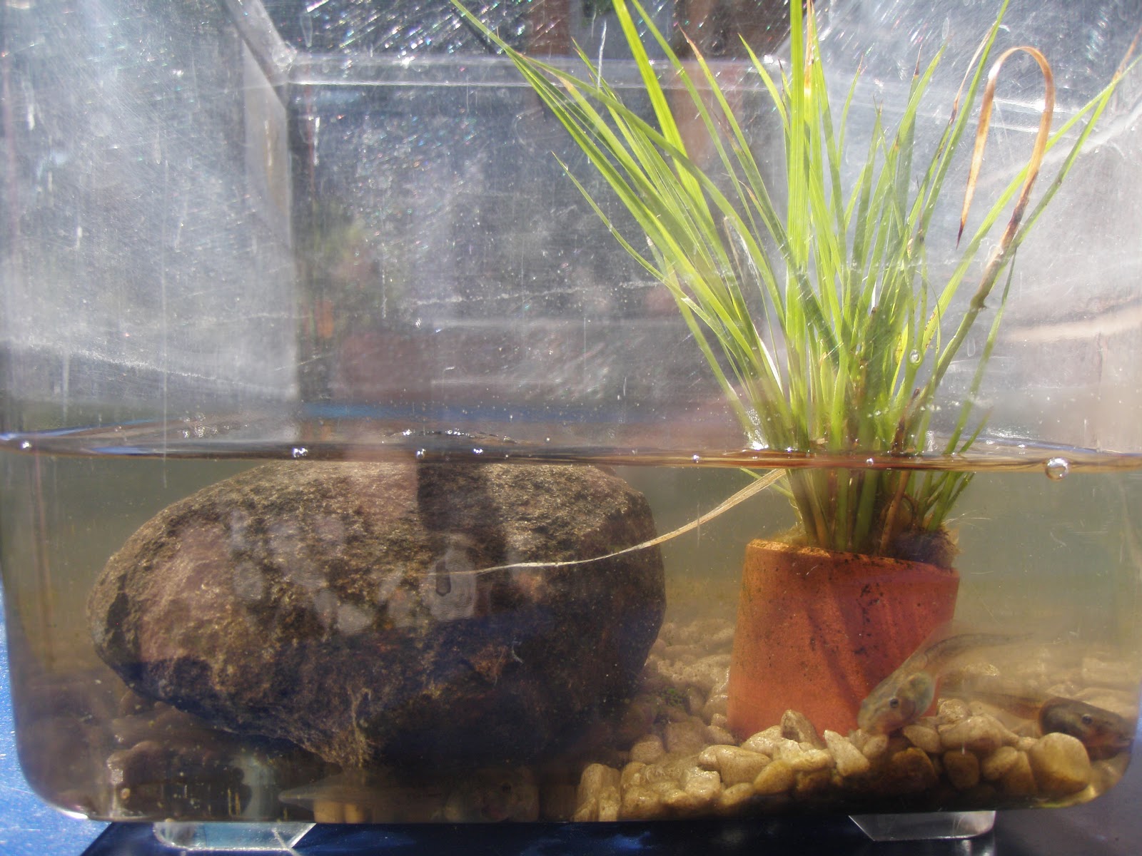 ACT Frogwatch Tadpole Kits: Tadpoles 1 month old