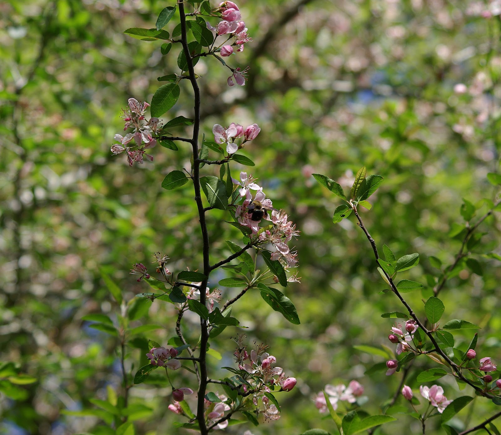 sweetbay: Spring goes so fast