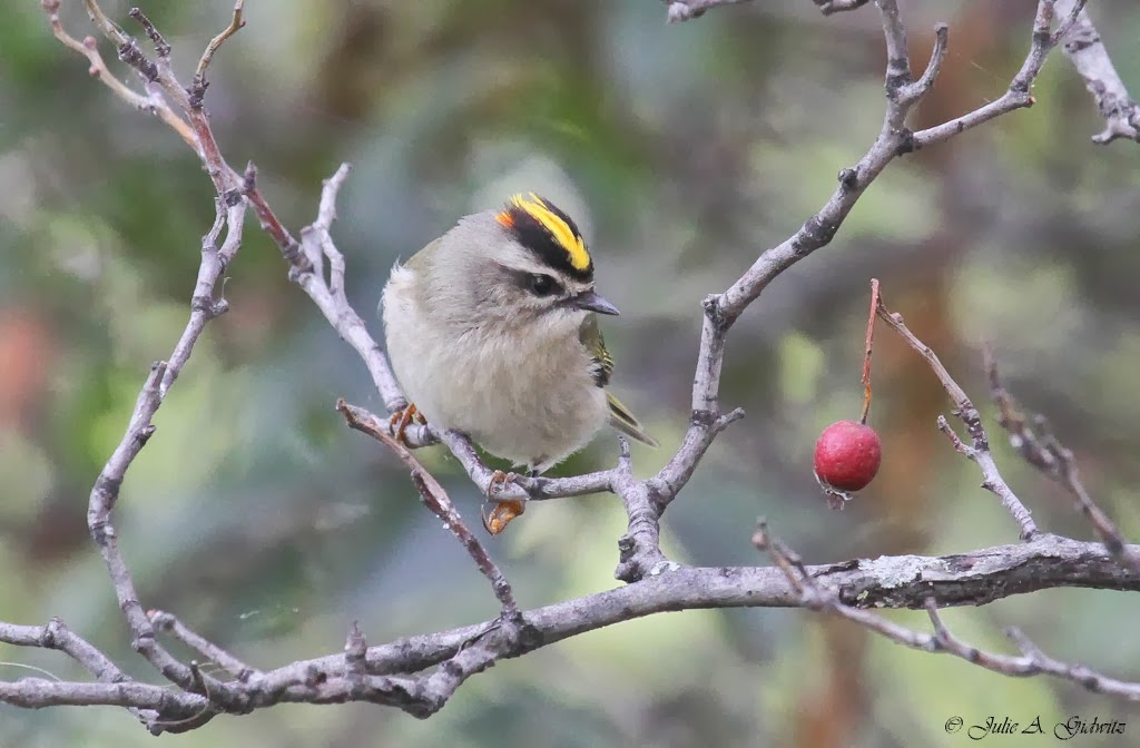 Birding Is Fun!: Autumn Birds