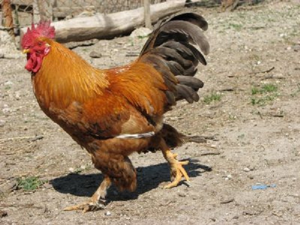 Panou decorativ cu un cocos al unei case din Bucuresti - Bucurestii ...