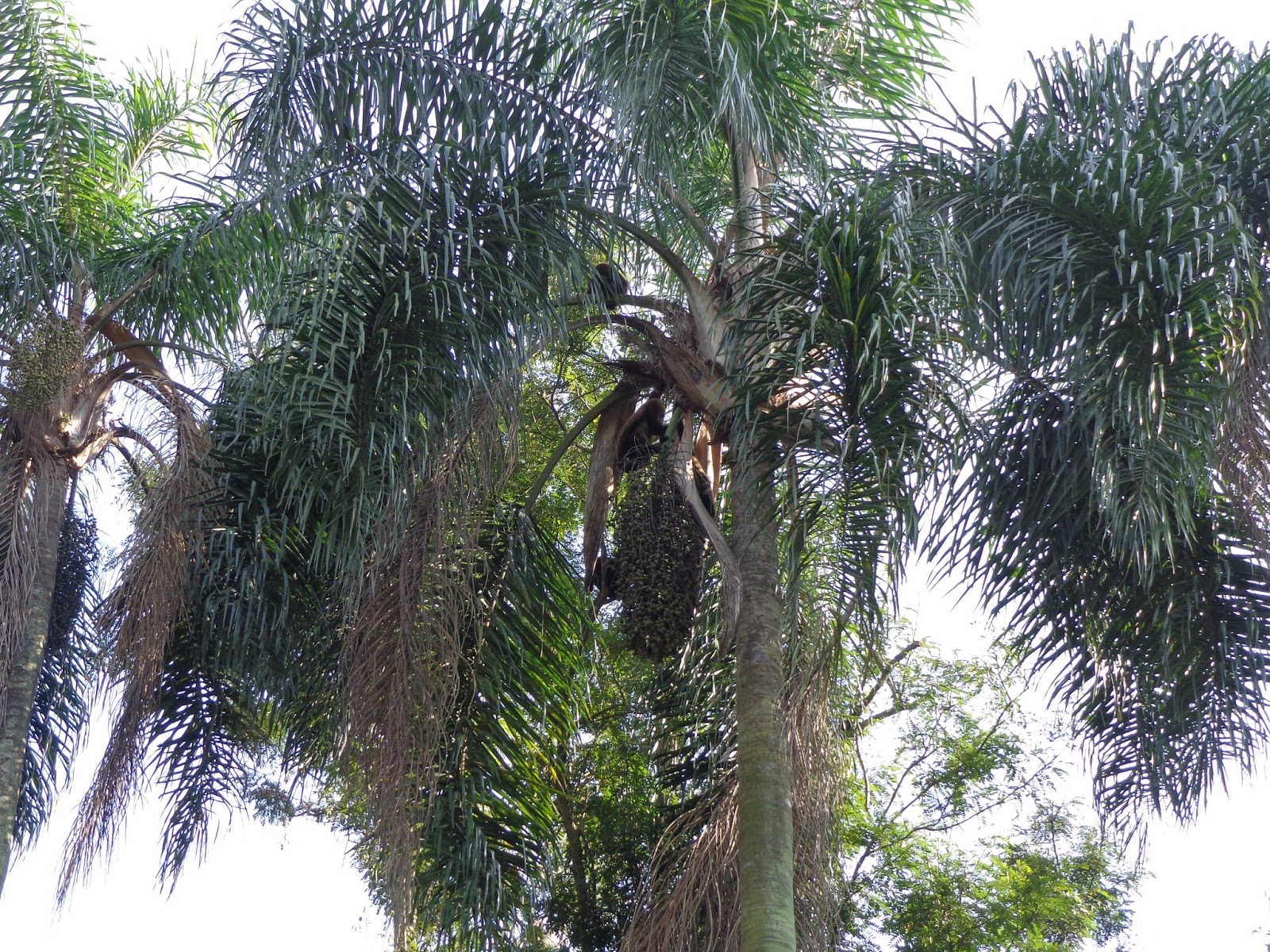 Jardim Botânico: Geografia