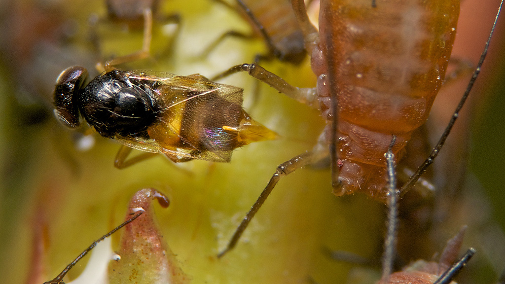 ムシをデザインしたのはダレ？: ツヤコバチ科 ( Aphelinus sp. ) 産卵