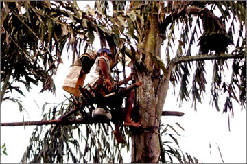 W3Lanka: Sri Lanka to establish a Kithul Development Board