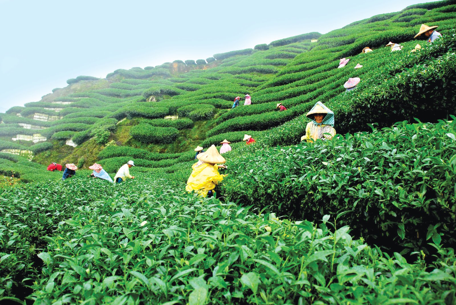 Sopan Step: Tea Board neglect small tea farmers