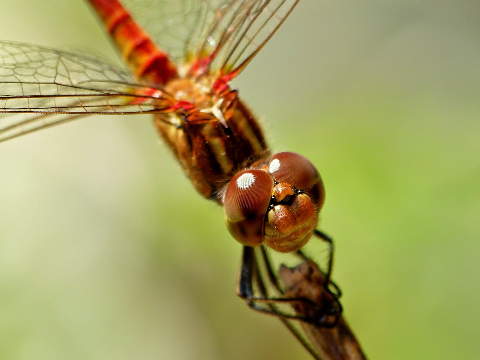 Photos d'insectes: Les Odonates (Libellules et Demoiselles)