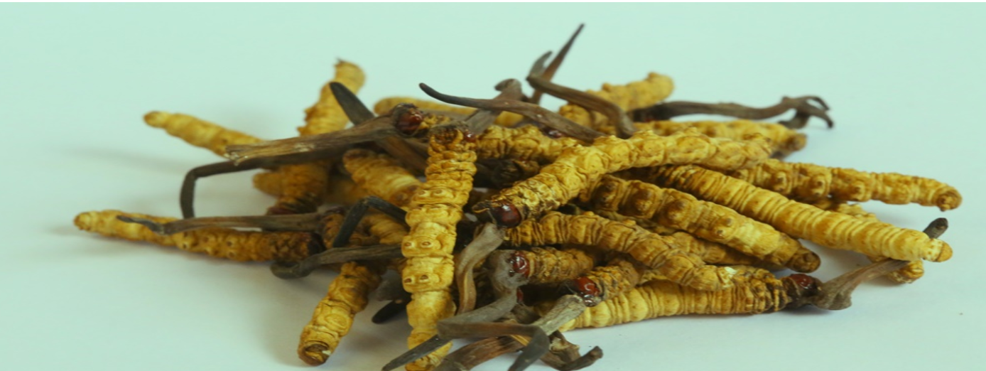 Yarsagumba, most expensive insect-herb