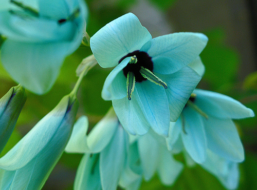 FLOWERS ENCYCLOPAEDIA: Ixia flower