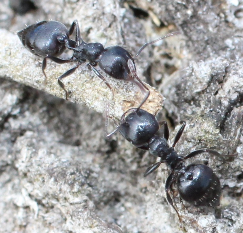 - Ants of Southern Africa -: Ant Catalogue: Southern Africa