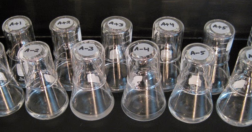 El experimento de Richard Lenski con la Escherichia coli.