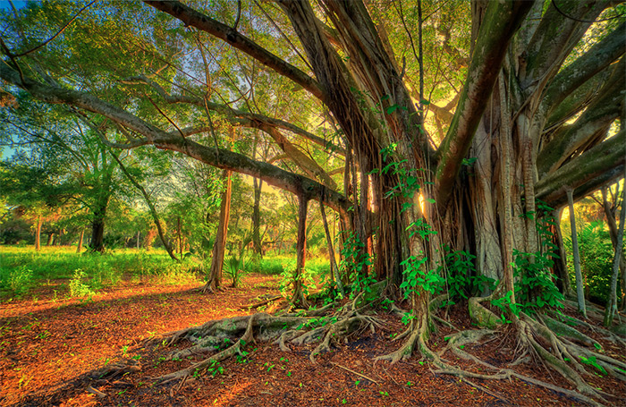 Sanctity of the Banyan Tree