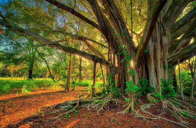 Sanctity of the Banyan Tree
