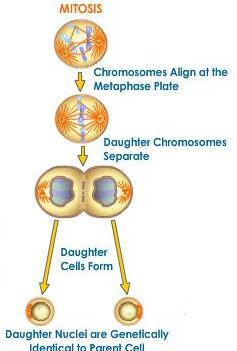 Cell division : Mitosis |Genetic Engineering Info
